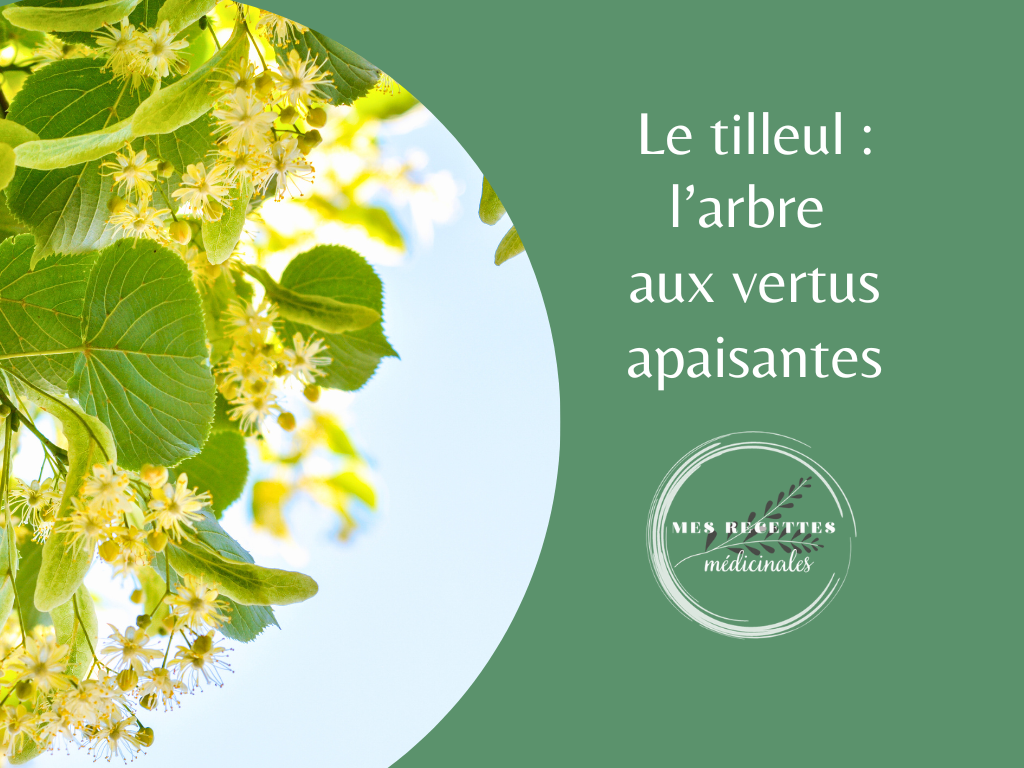 Le Tilleul : l’arbre aux vertus apaisantes - Mes recettes médicinales