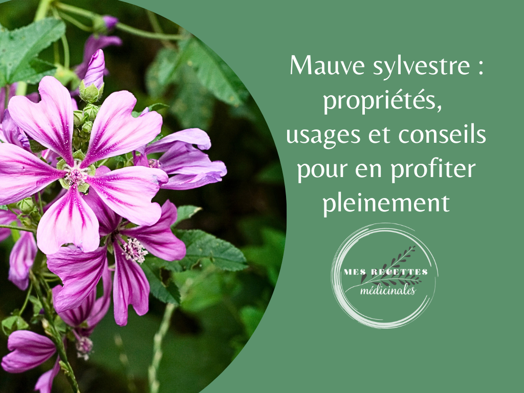 Mauve sylvestre : propriétés, usages et conseils pour en profiter ...