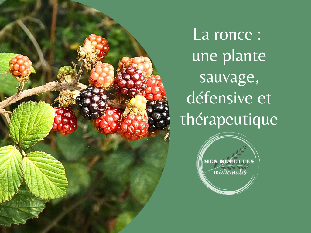 La ronce : une plante sauvage, défensive et thérapeutique - Mes ...